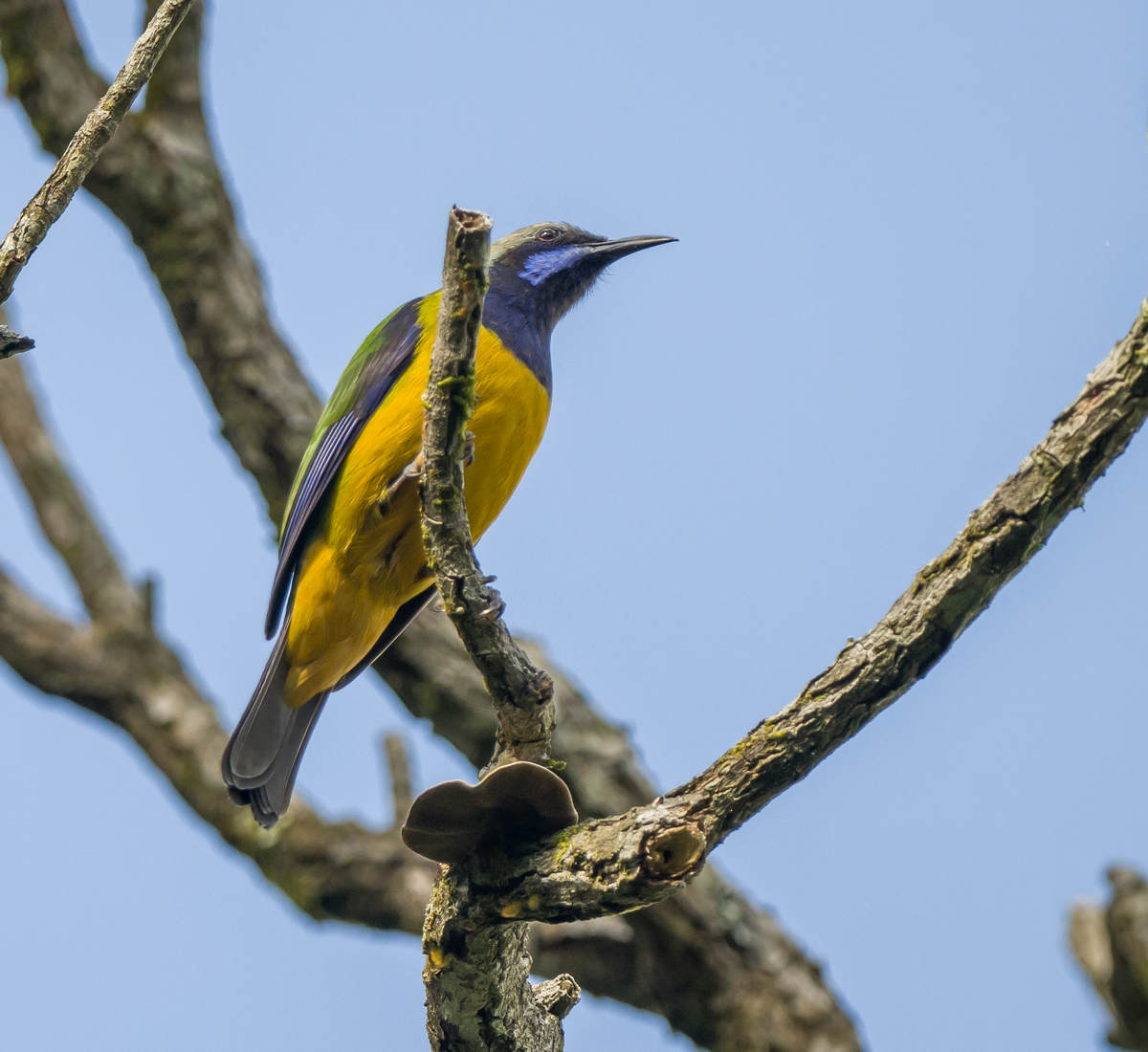 Birding Jianfengling, Hainan (I to Z) - 10,000 Birds