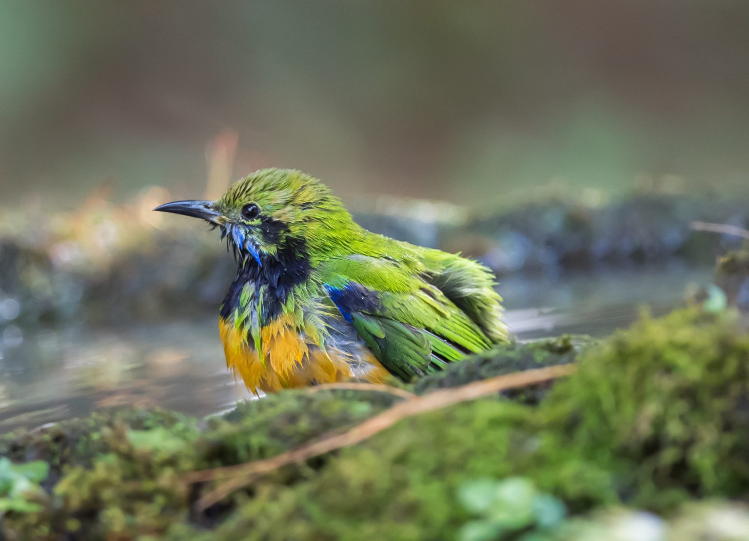 Wet Birds - 10,000 Birds