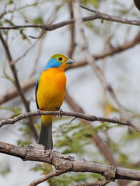 Birding Adventure in Mexico, Part I: Colima - 10,000 Birds