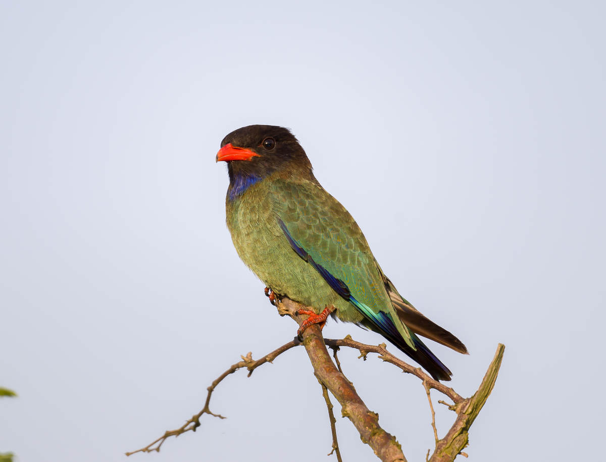 The Oriental Dollarbird - 10,000 Birds