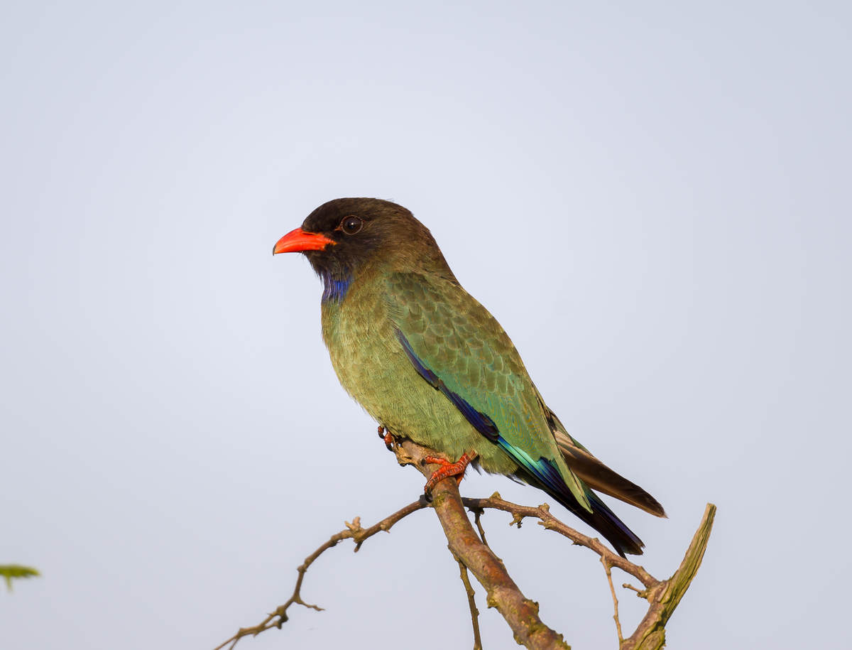 The Oriental Dollarbird - 10,000 Birds