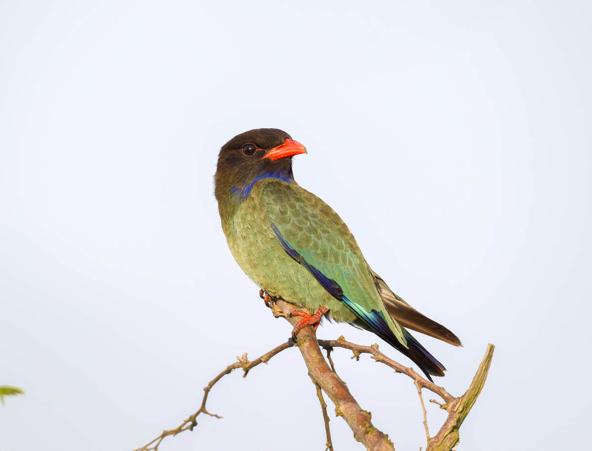 The Oriental Dollarbird - 10,000 Birds
