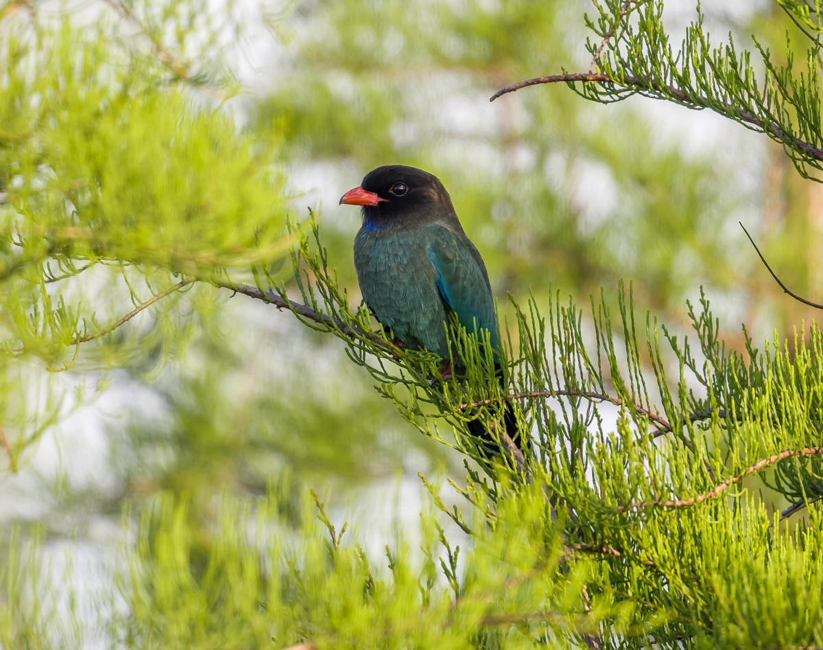 The Oriental Dollarbird - 10,000 Birds