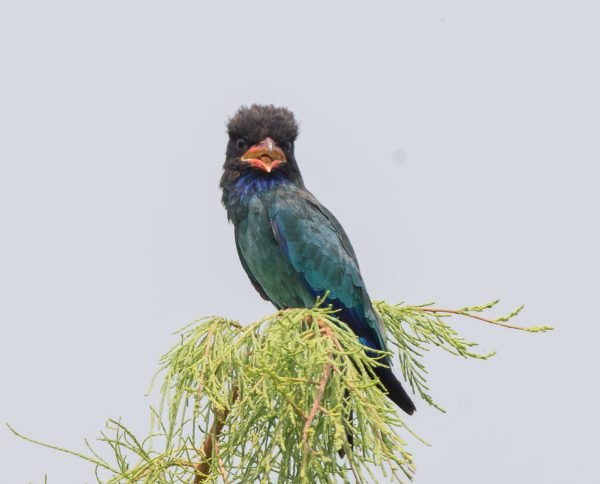 Nanhui, Shanghai in August - 10,000 Birds