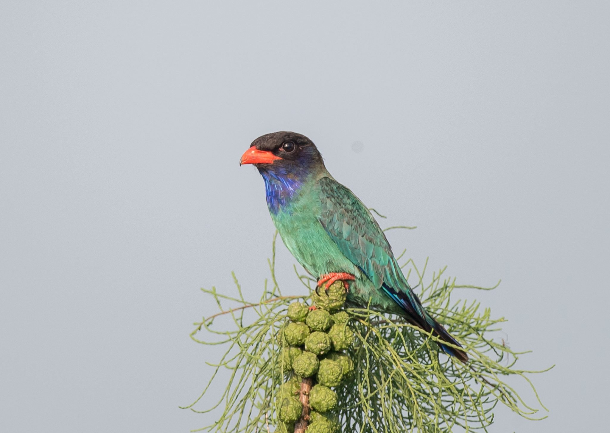 Summer birding in Shanghai - 10,000 Birds