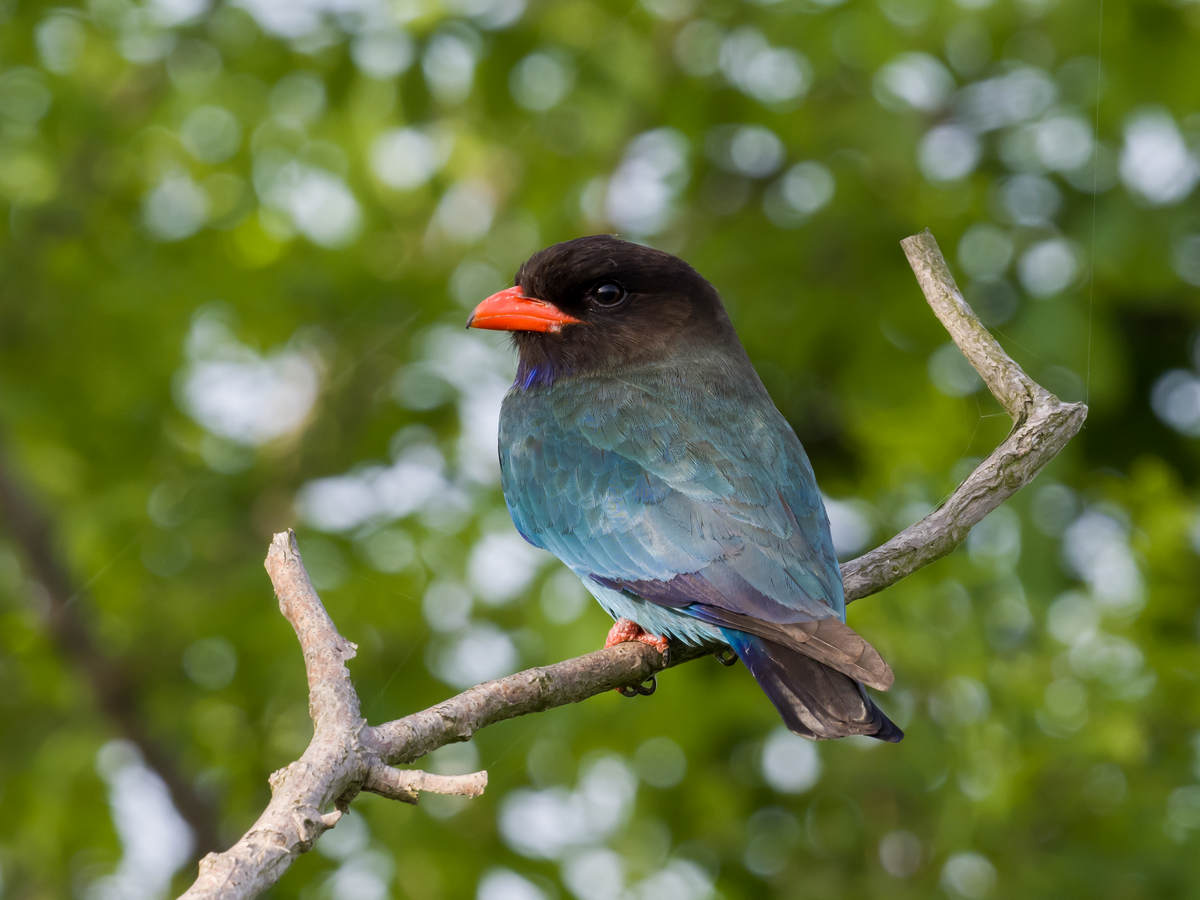 The Oriental Dollarbird - 10,000 Birds