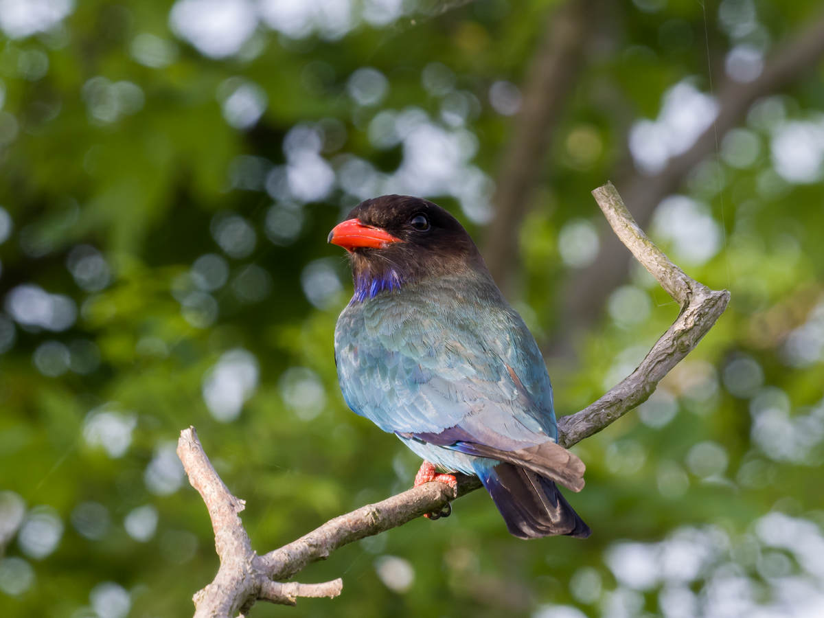 The Oriental Dollarbird - 10,000 Birds