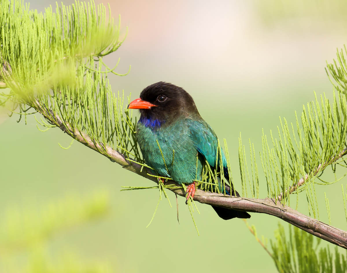 The Oriental Dollarbird - 10,000 Birds