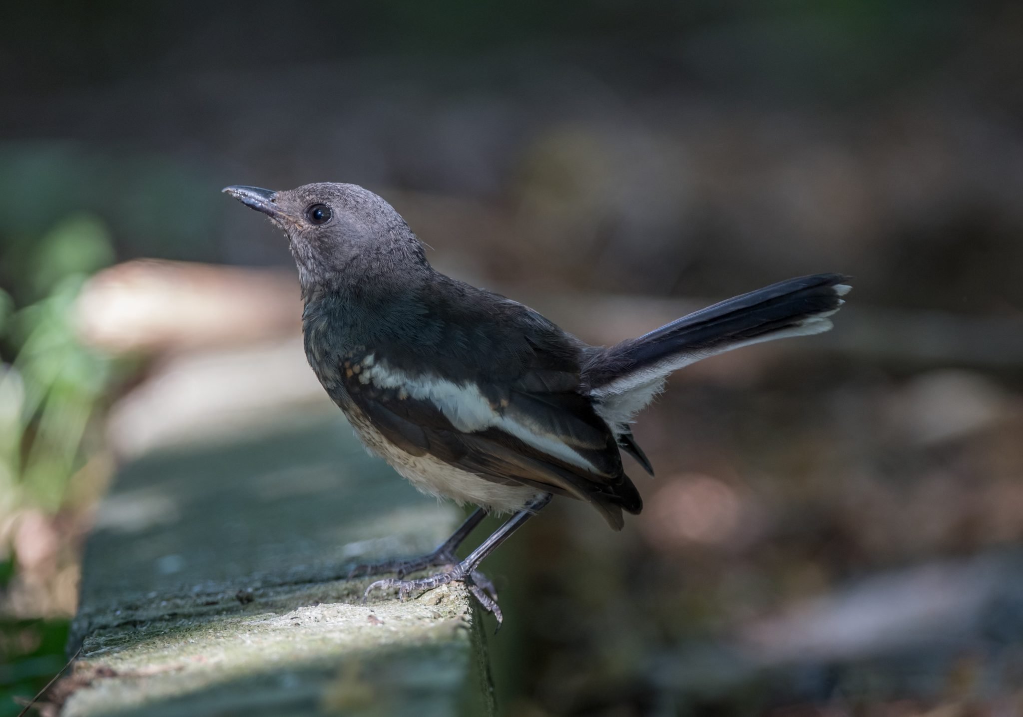 Nanhui, Shanghai in August - 10,000 Birds