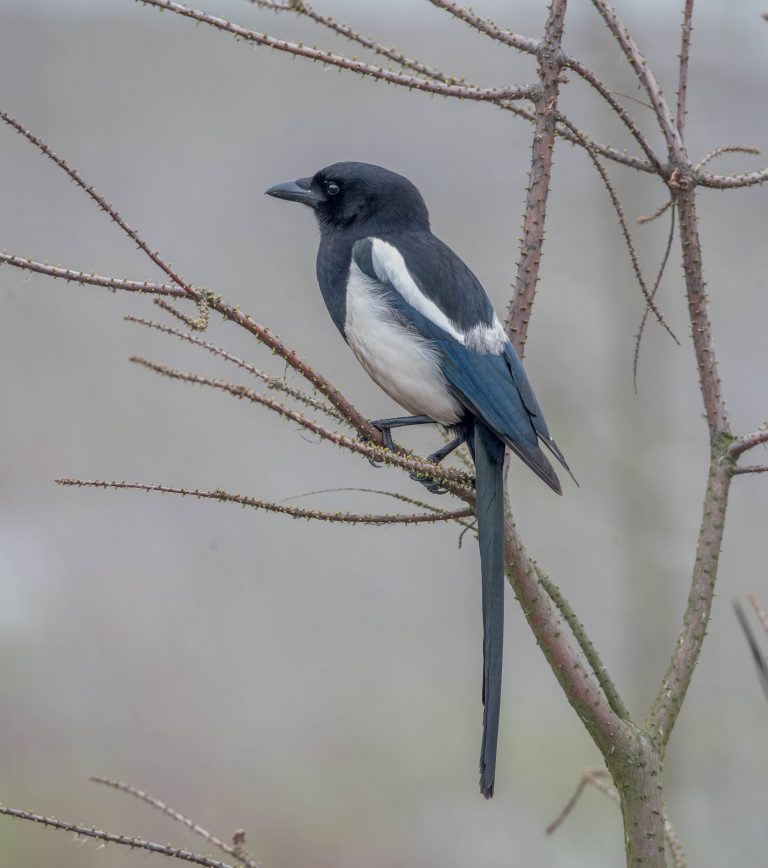 The 20 most common birds in Shanghai (Part 2) - 10,000 Birds