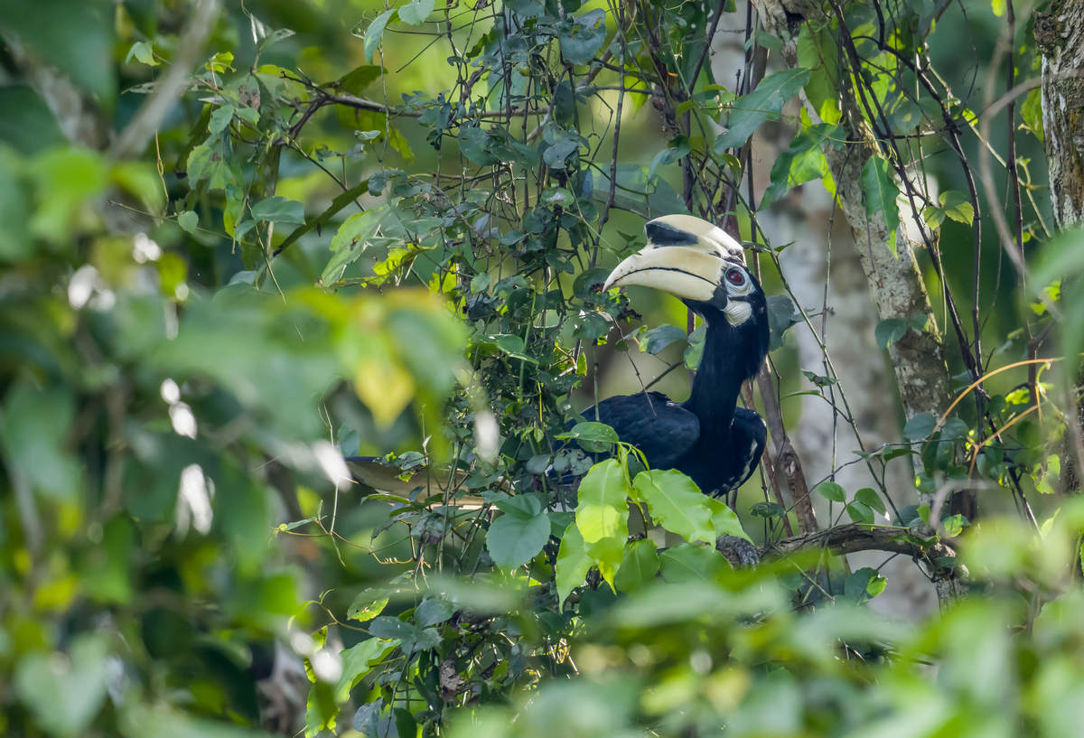 Hornbills of Sabah - 10,000 Birds