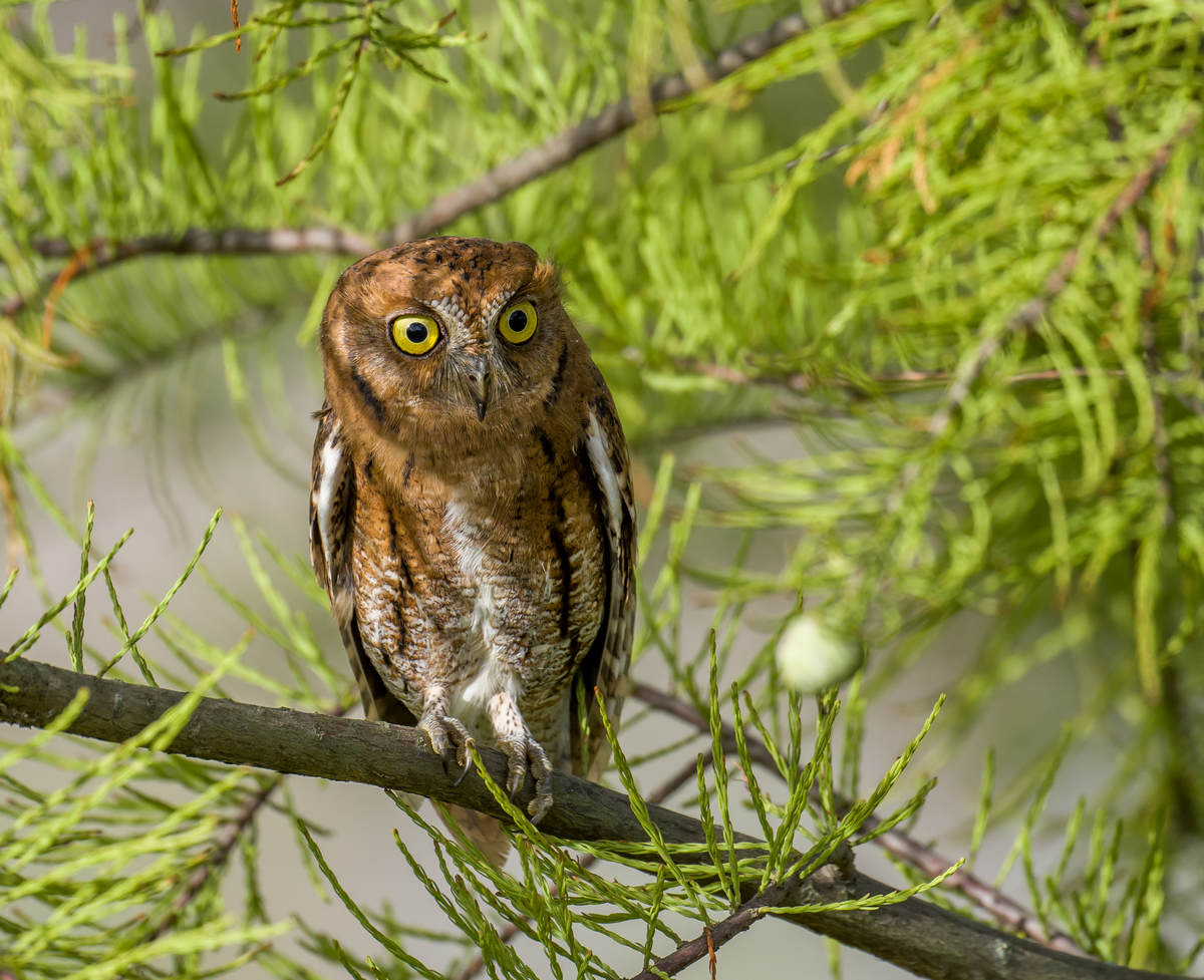 The Oriental Scops Owl - 10,000 Birds