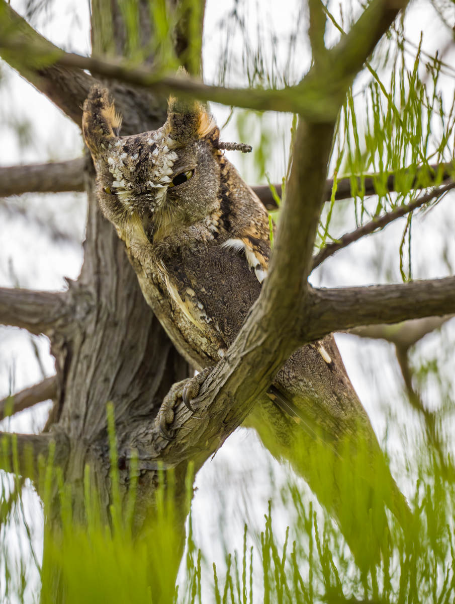The Oriental Scops Owl - 10,000 Birds