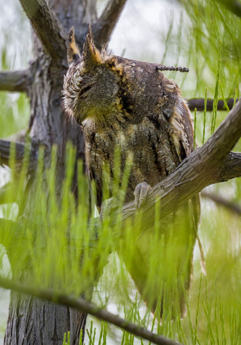 The Oriental Scops Owl - 10,000 Birds