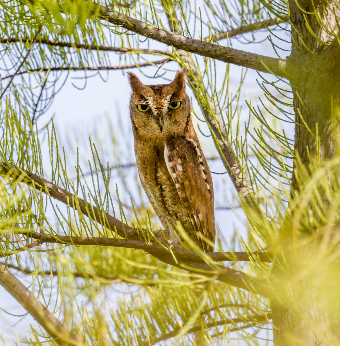 The Oriental Scops Owl - 10,000 Birds
