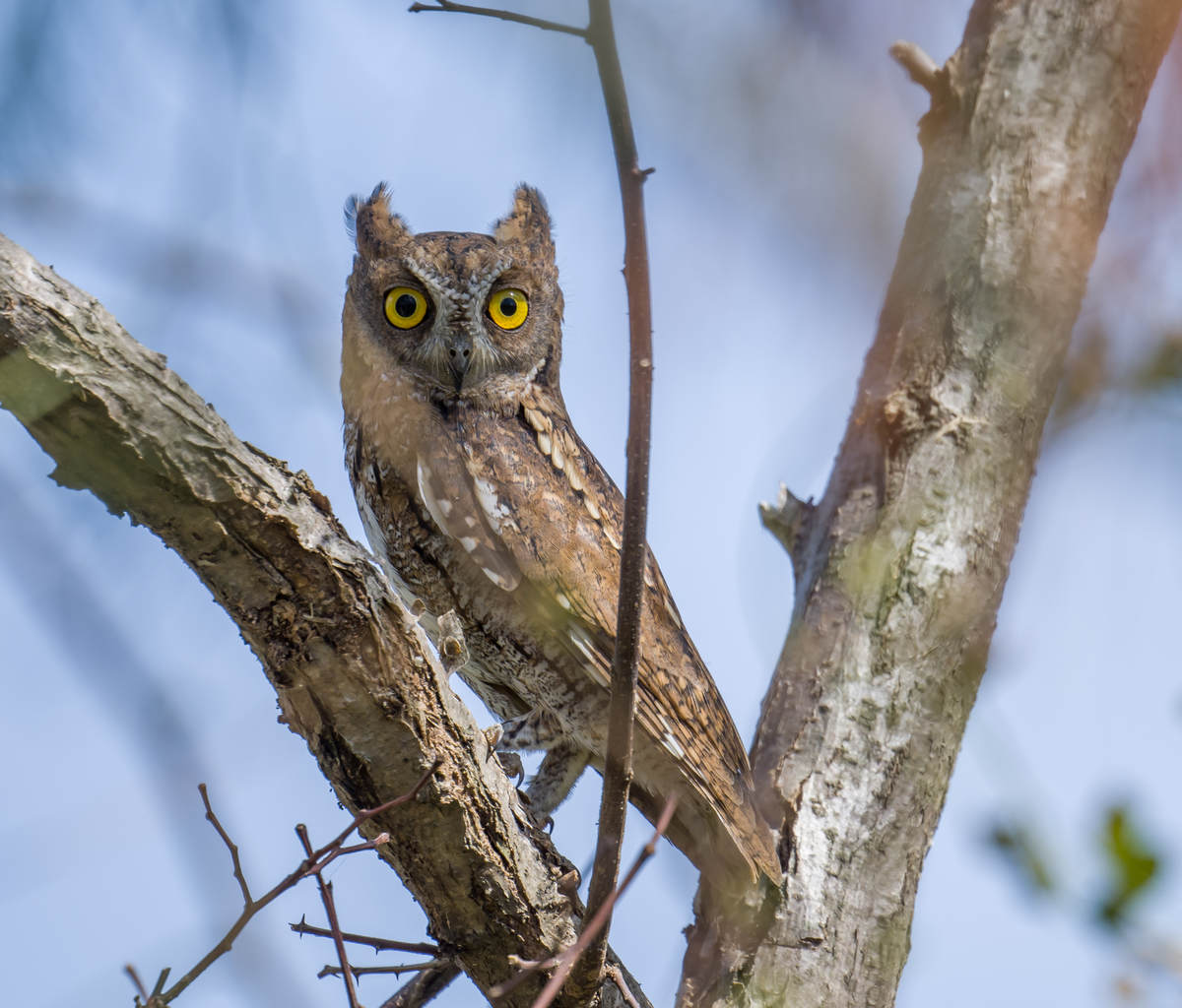 The Oriental Scops Owl - 10,000 Birds