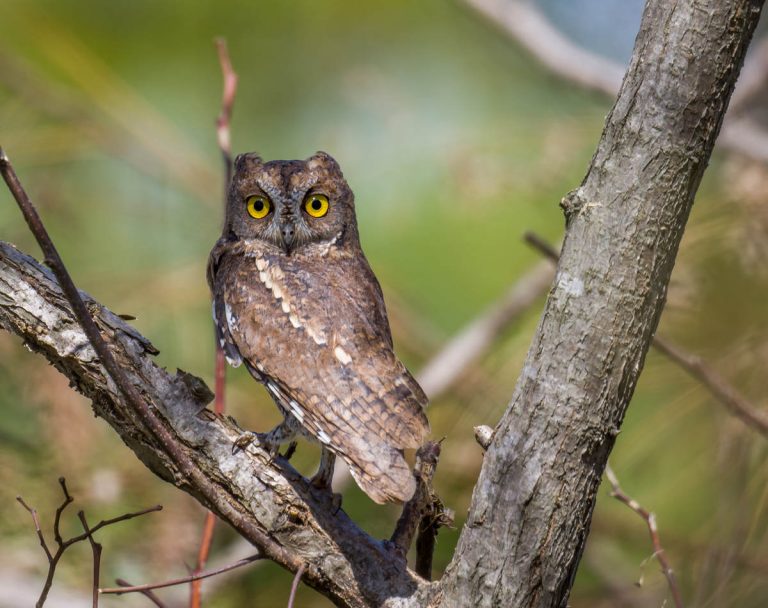 The Oriental Scops Owl - 10,000 Birds