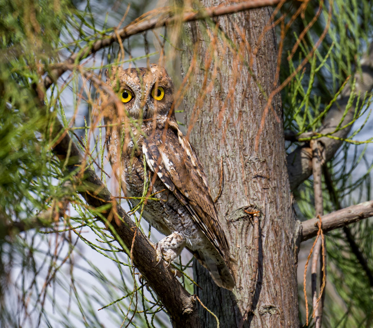 The Oriental Scops Owl - 10,000 Birds