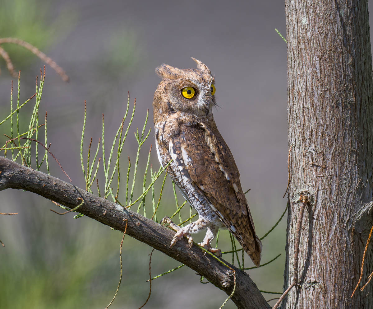 The Oriental Scops Owl - 10,000 Birds