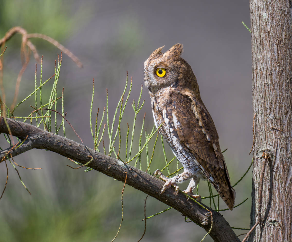 The Oriental Scops Owl - 10,000 Birds