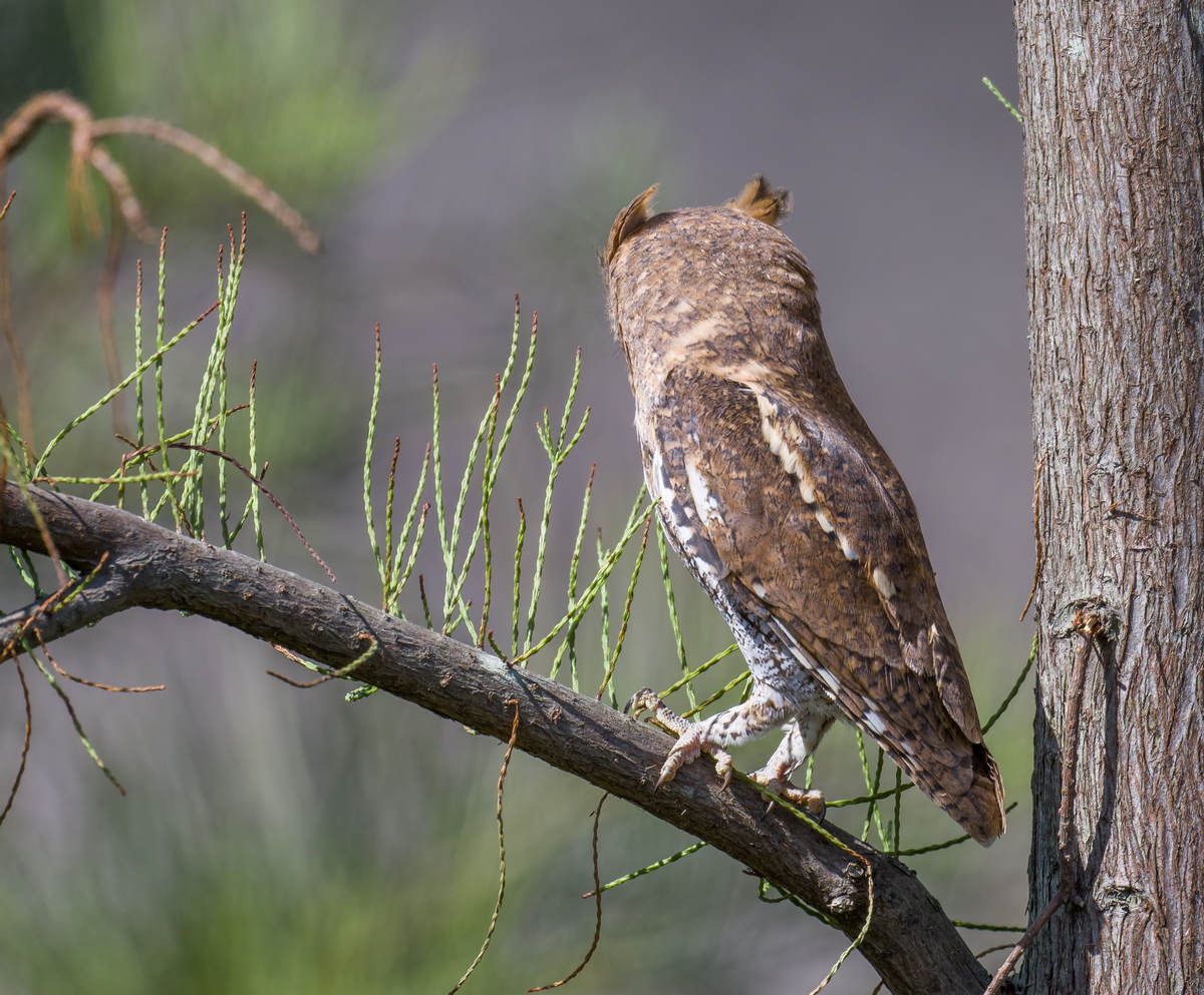 The Oriental Scops Owl - 10,000 Birds