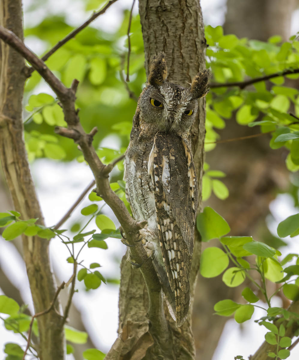 The Oriental Scops Owl - 10,000 Birds