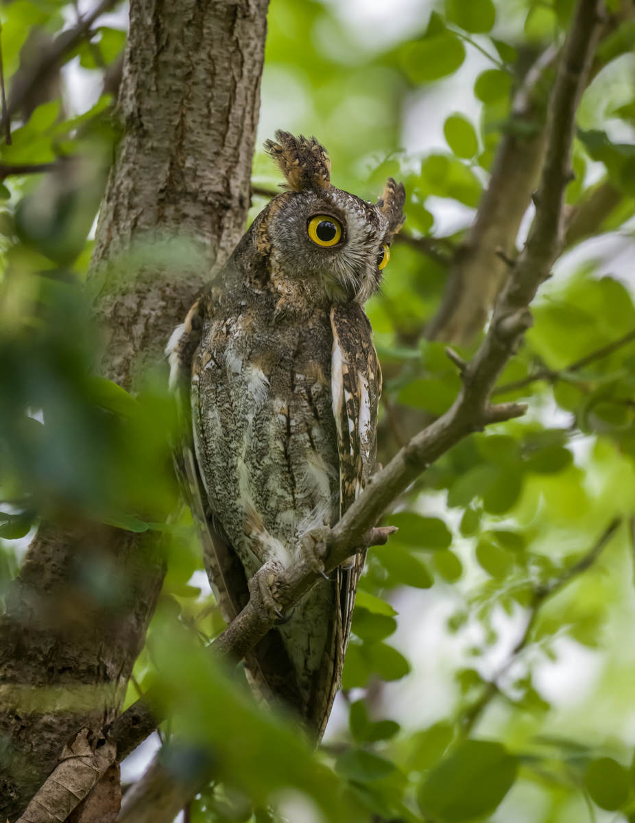 The Oriental Scops Owl - 10,000 Birds