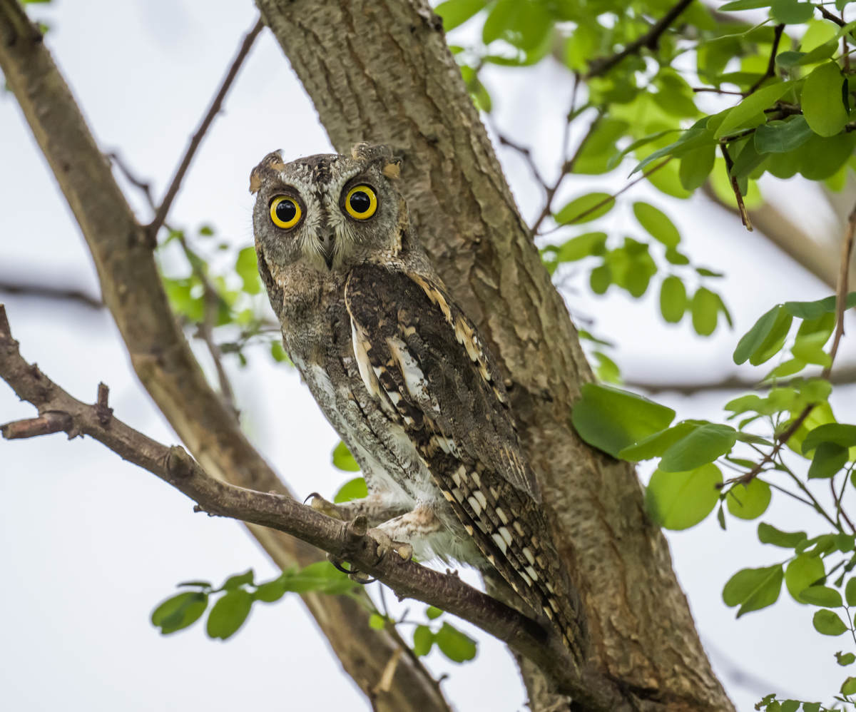 The Oriental Scops Owl - 10,000 Birds