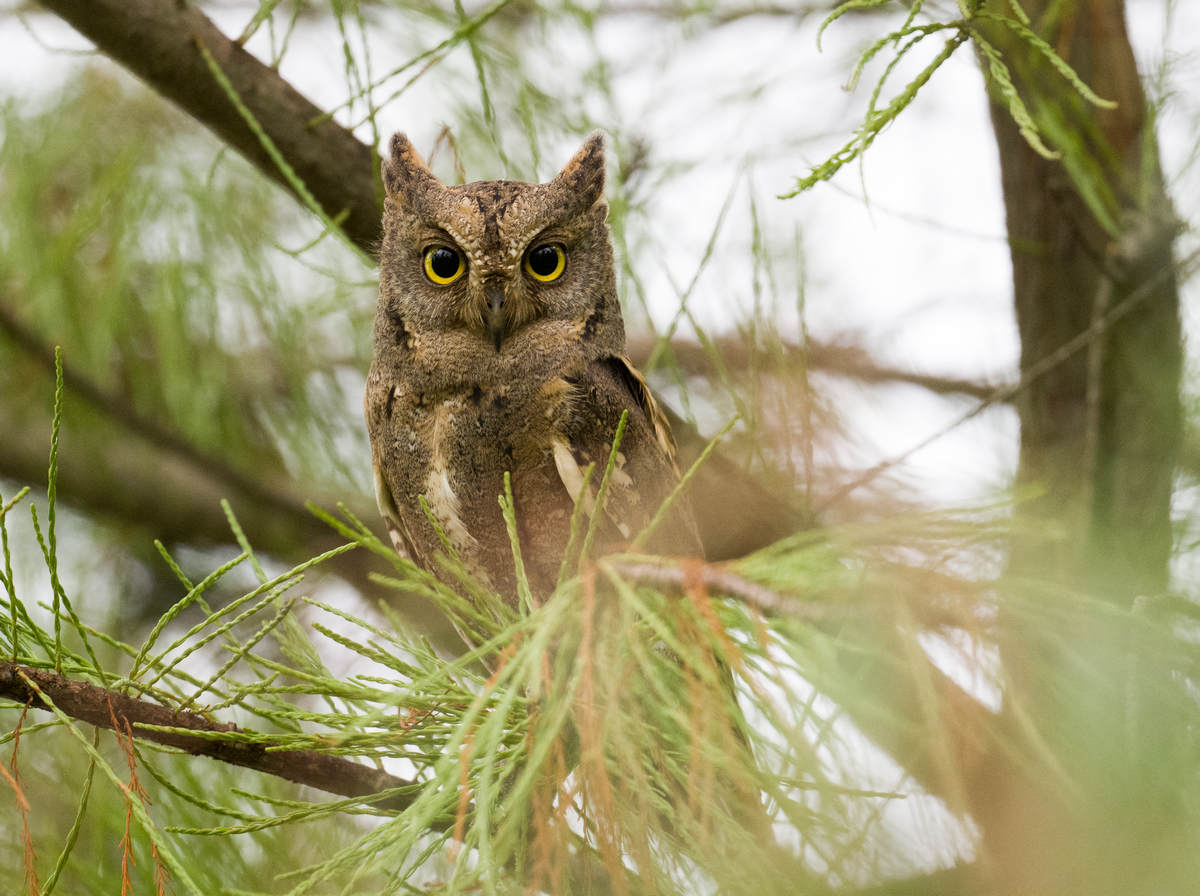 The Oriental Scops Owl - 10,000 Birds