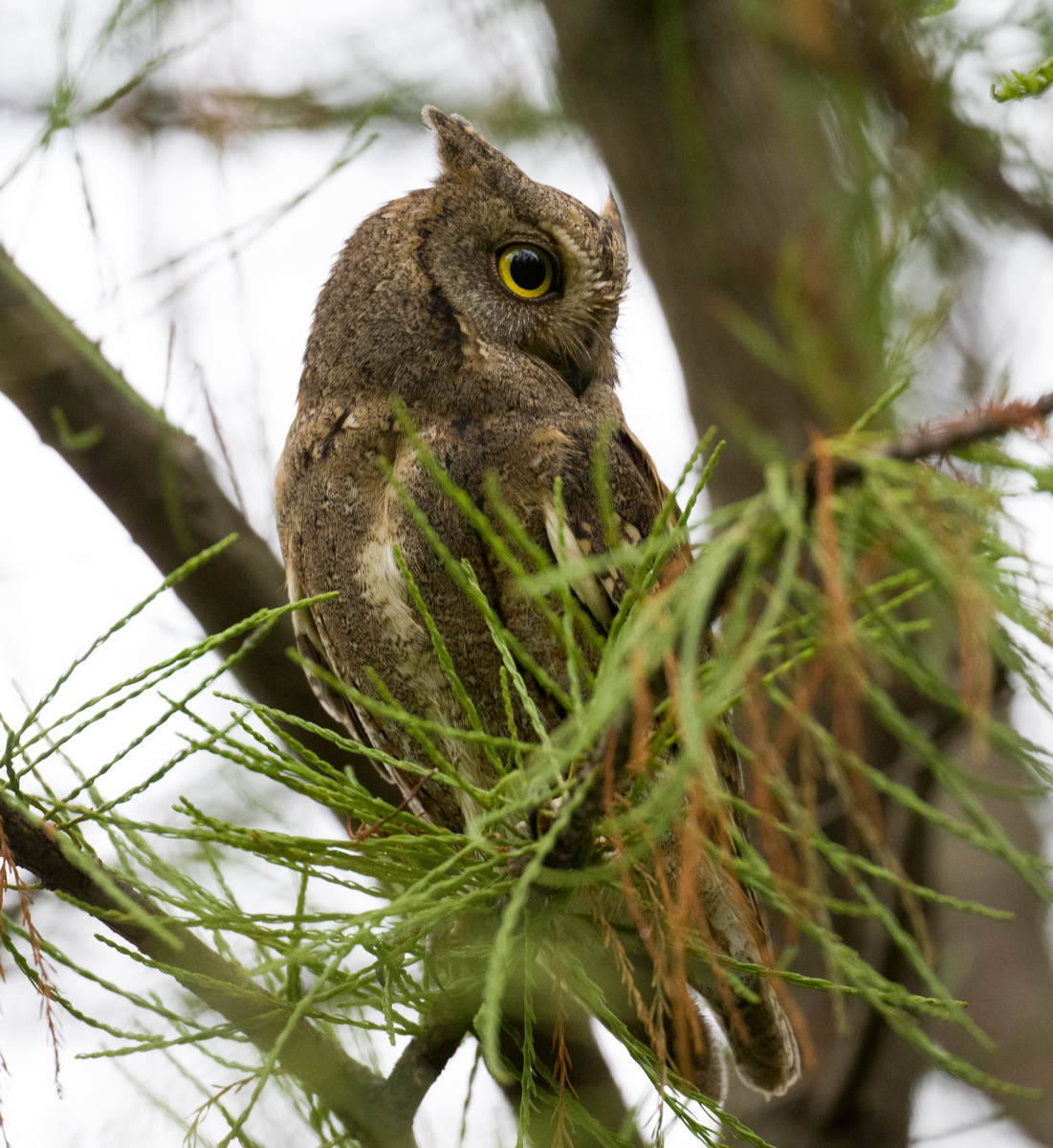 The Oriental Scops Owl - 10,000 Birds