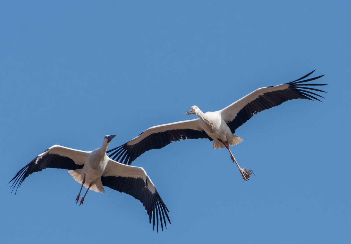 Birding Yancheng, Jiangsu - 10,000 Birds