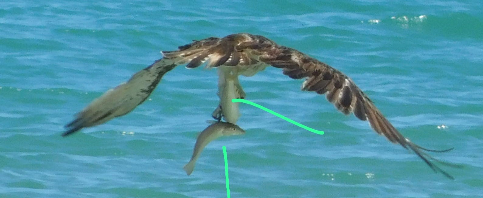 Entrance Point, Broome - 10,000 Birds