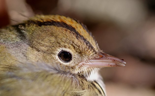 November Birding in Bryant Park - 10,000 Birds