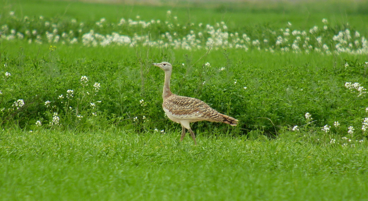 Enjoying the Orange Peril - 10,000 Birds