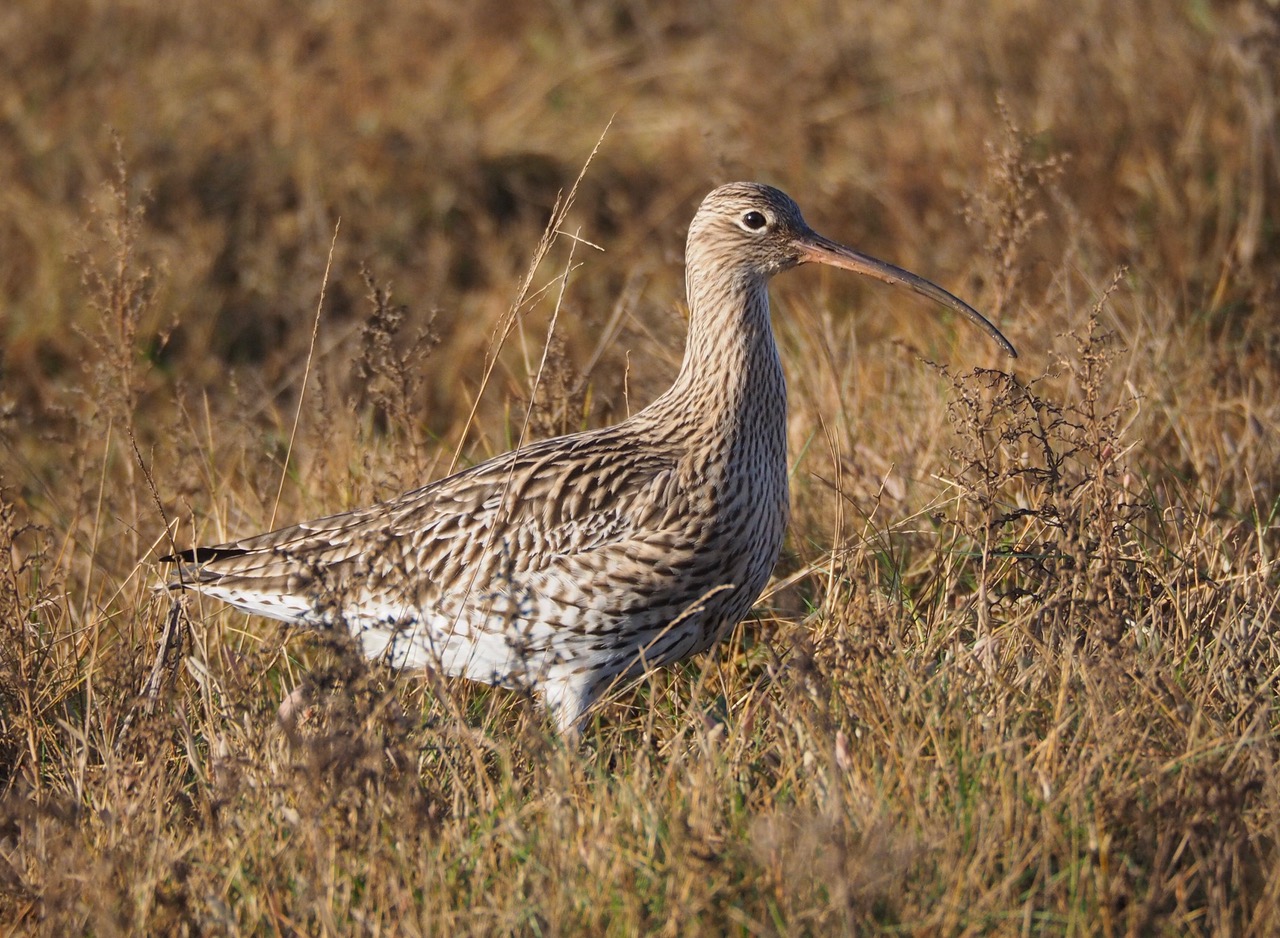 The Cry of the Curlew - 10,000 Birds