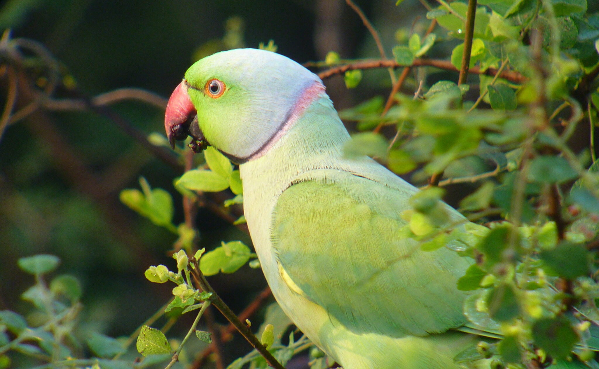Don’t Ignore the Barnacles - they’re Real Birds - 10,000 Birds