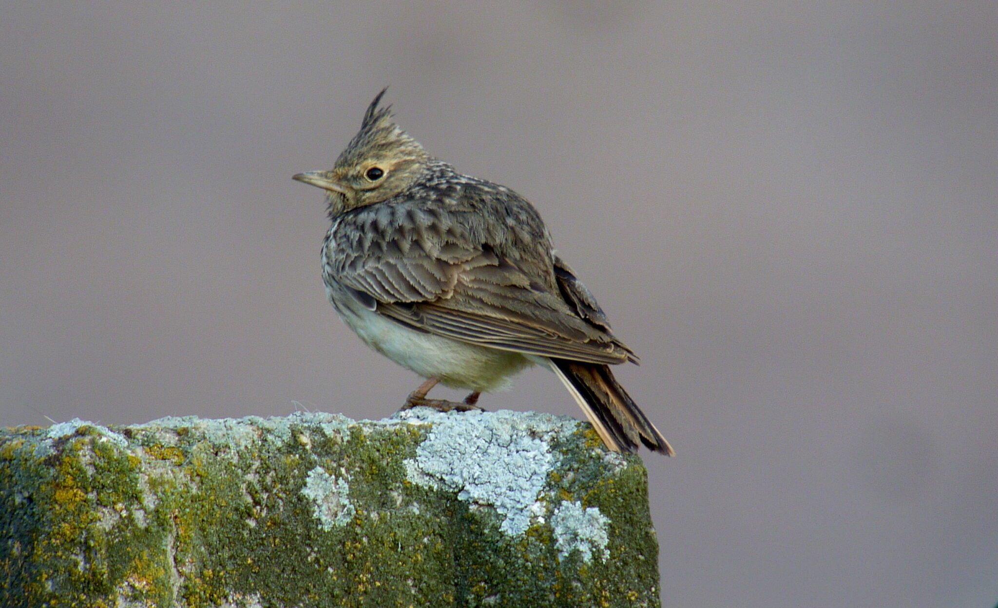 What’s in a Name? - 10,000 Birds