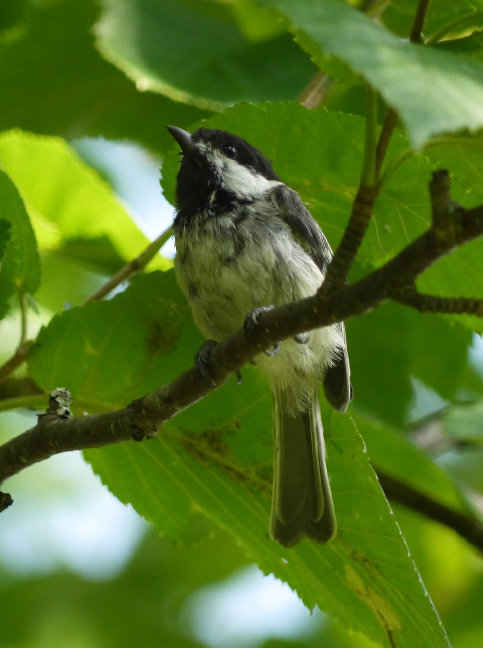 What is the State Bird of Maine? - 10,000 Birds