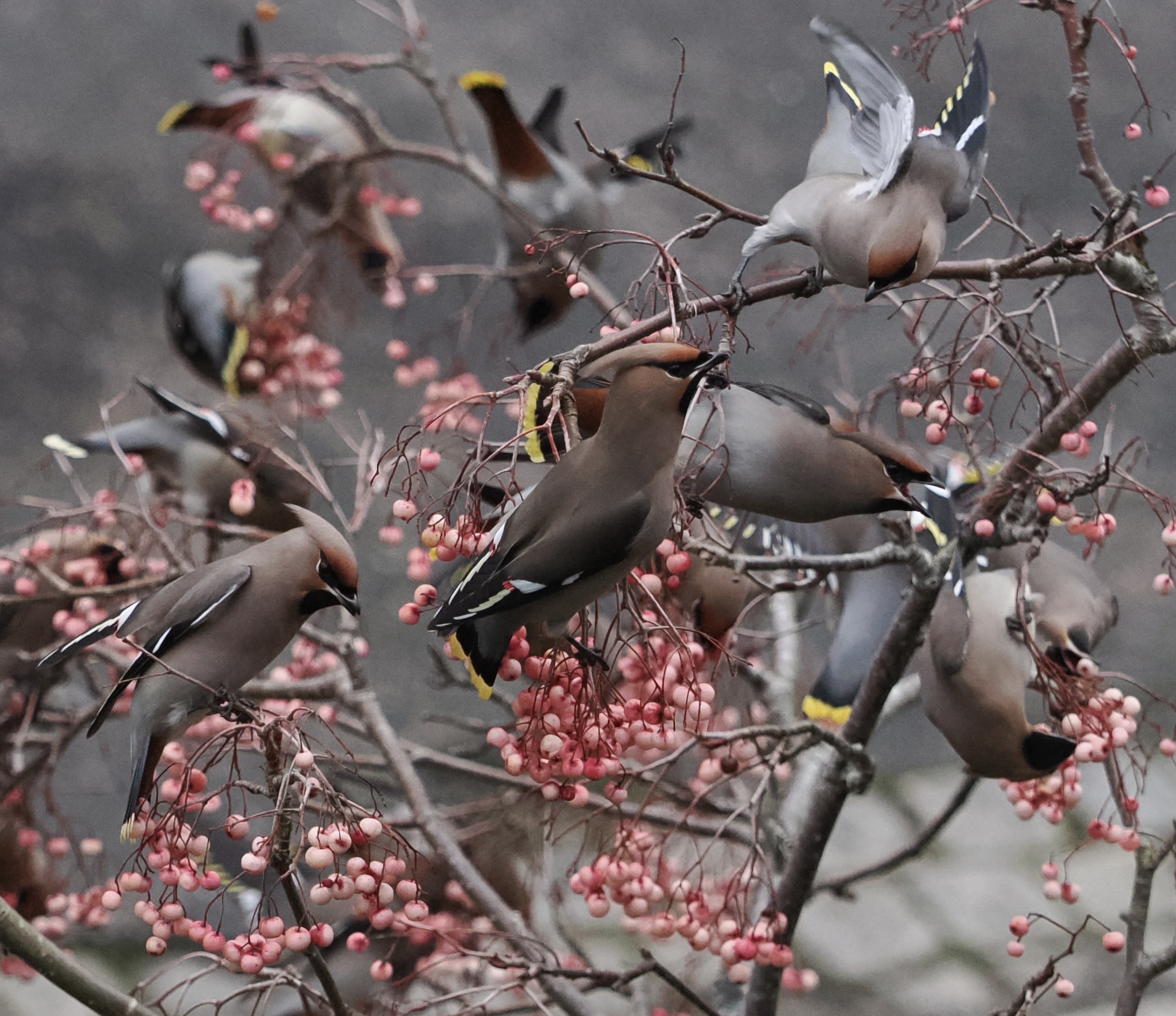 Celebrating a Waxwing Winter - 10,000 Birds