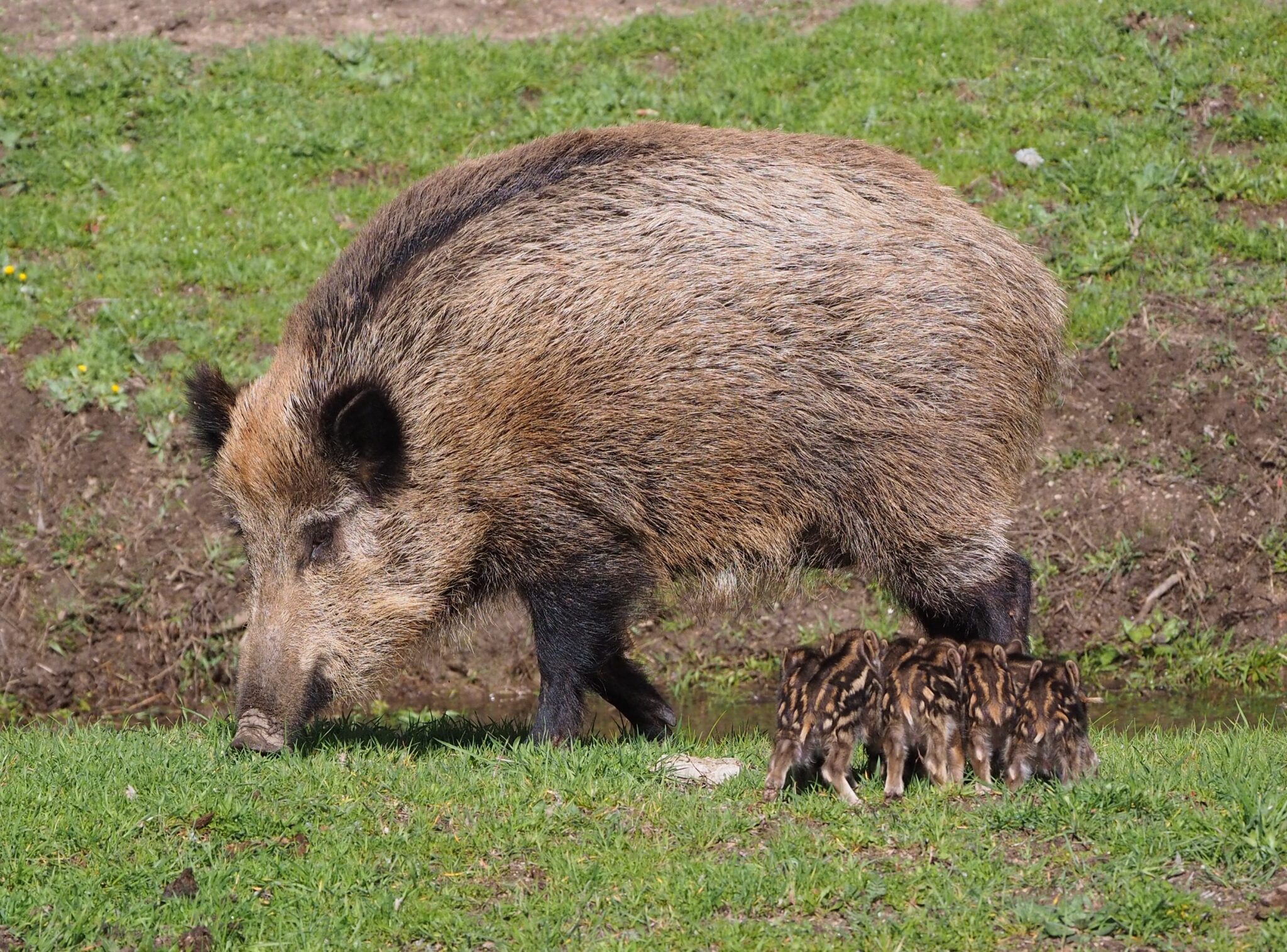Fur and Fangs rather than Feathers and Beaks - 10,000 Birds