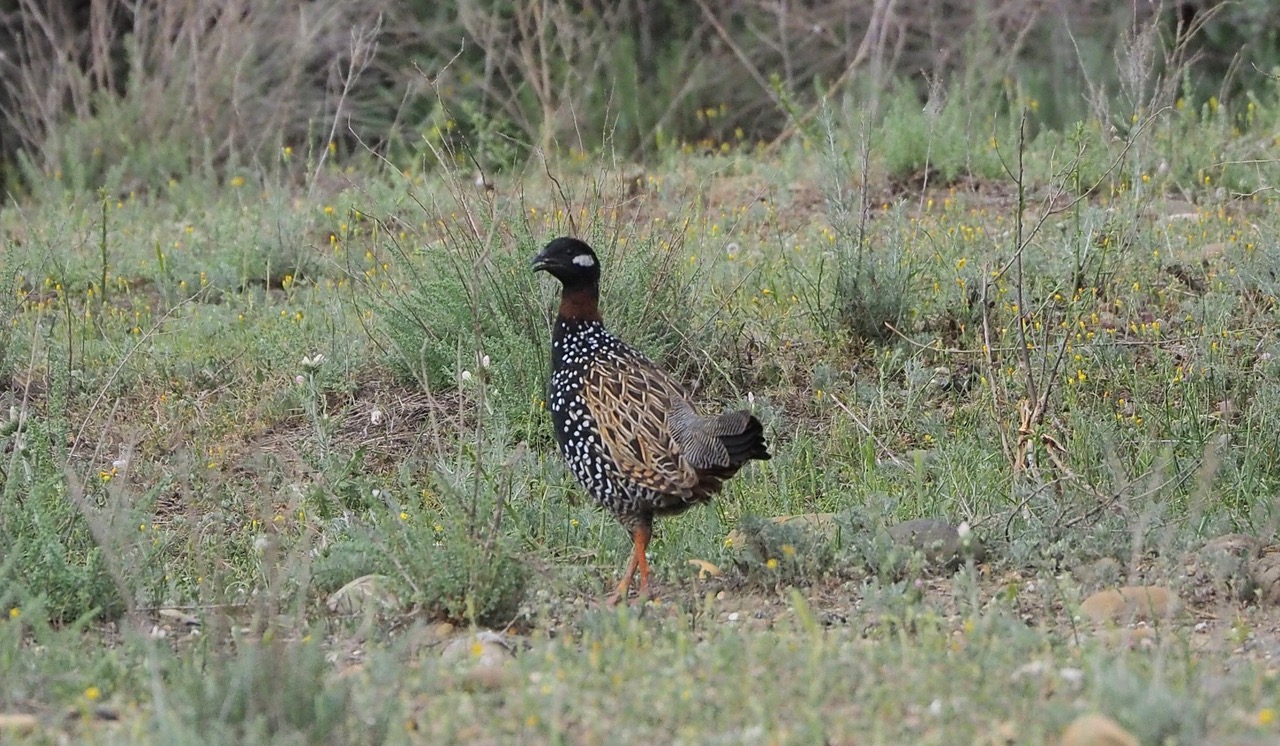 Cypriot Delights: Part I - 10,000 Birds