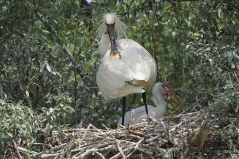 10,000 Birds - Birds, Birding and Blogging