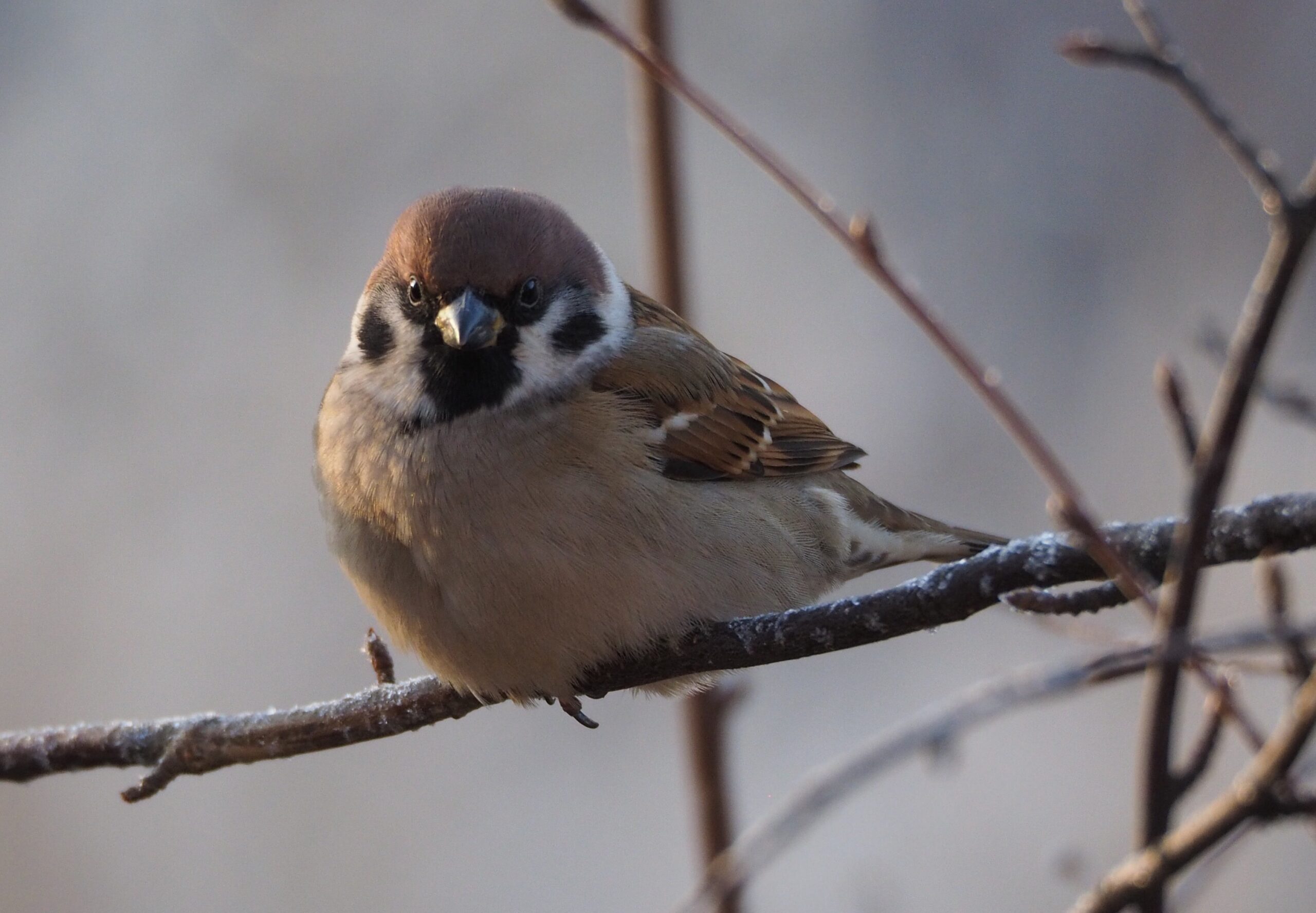 Lapland Adventure - 10,000 Birds