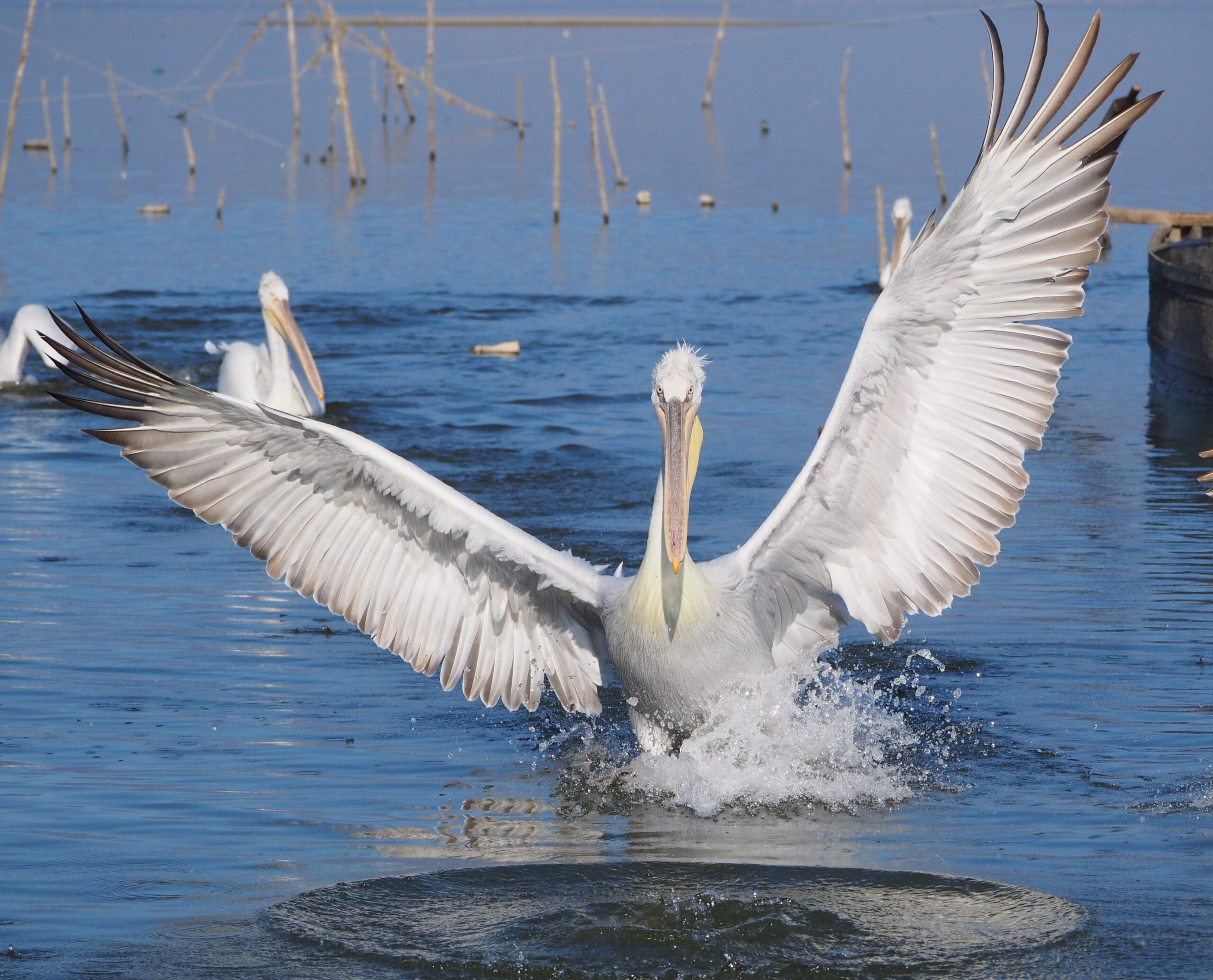 Kerkini in Winter - 10,000 Birds