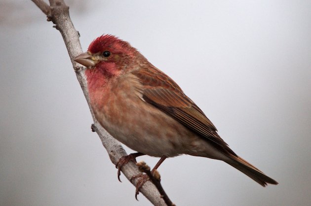 American Rosefinches; Can You Tell Them Apart? - 10,000 Birds