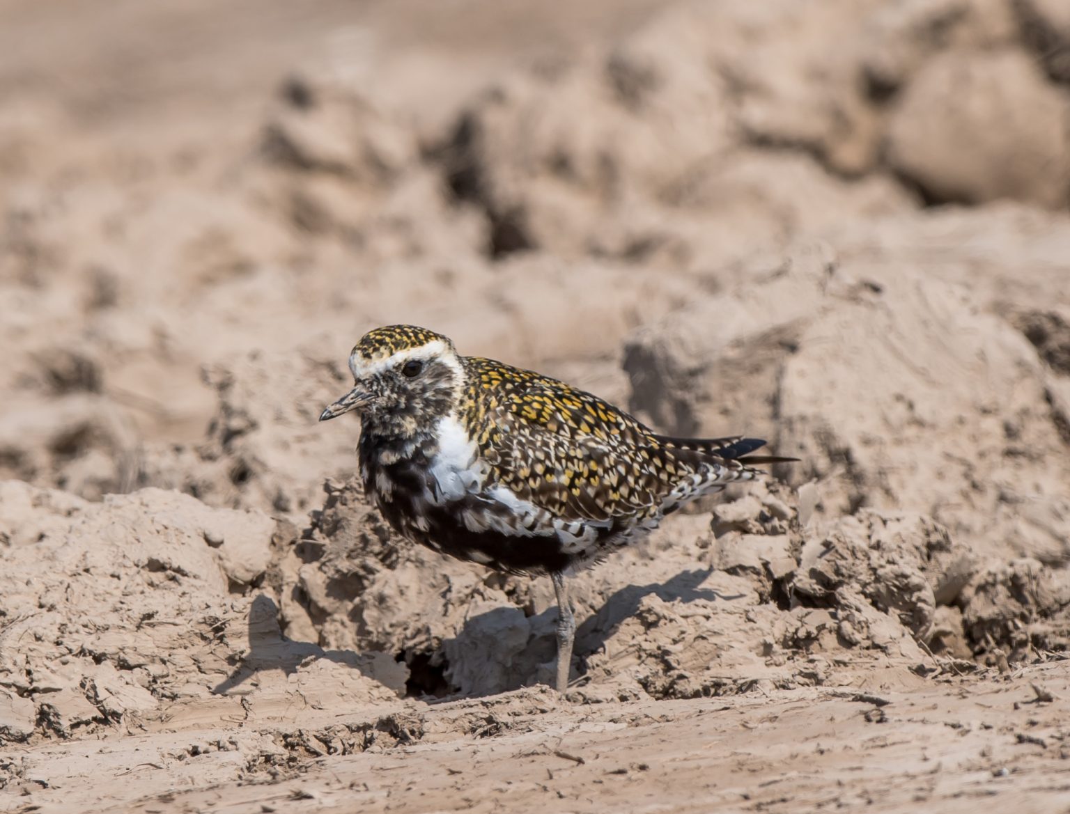 Shanghai birds in April - 10,000 Birds