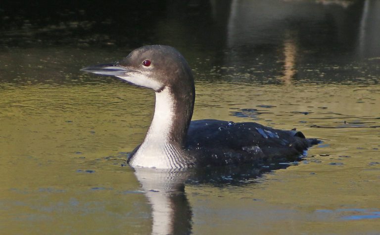 Twitching a Pacific Loon in Oyster Bay - 10,000 Birds
