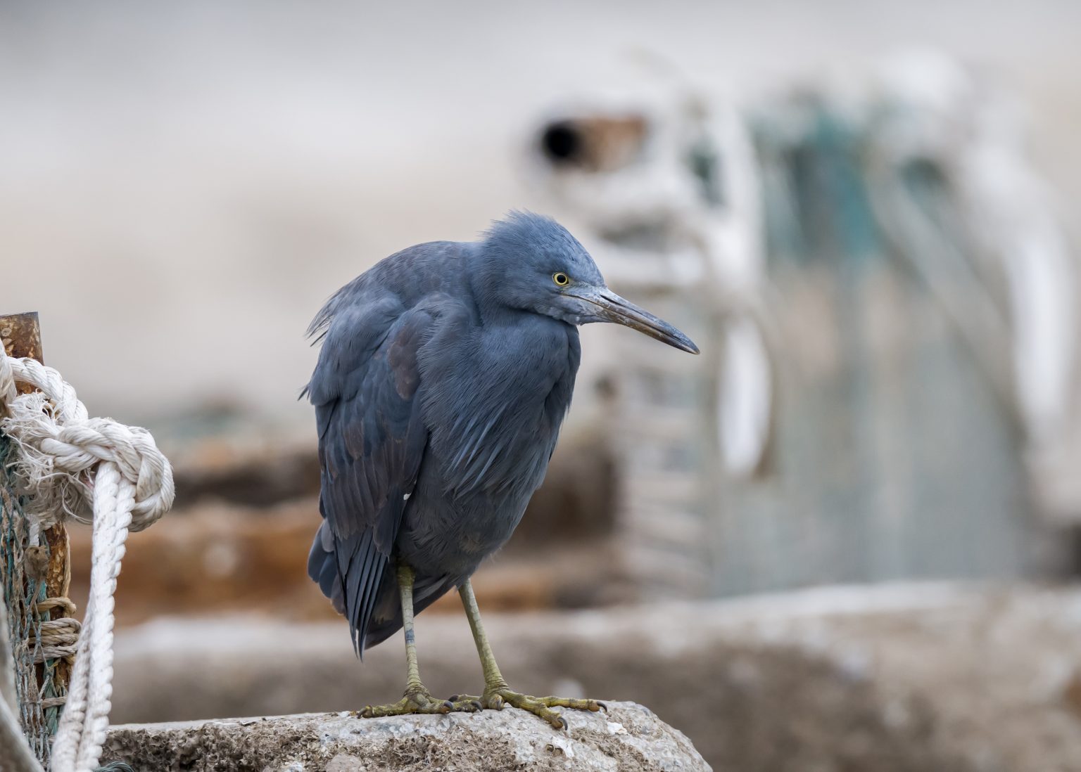 Birding Shanghai in January 2022 - 10,000 Birds