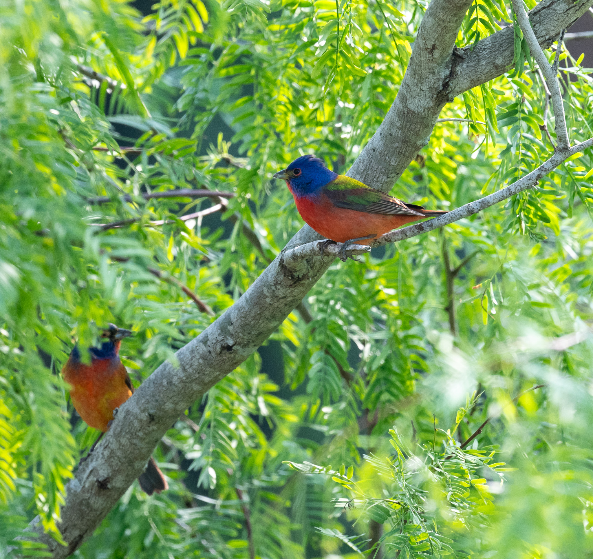 Spring Migration on South Padre Island, Texas - 10,000 Birds