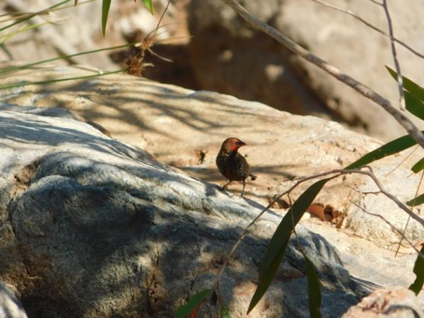 A Pilbara pool - 10,000 Birds